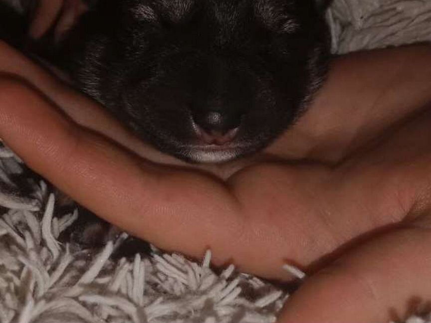 Собака
