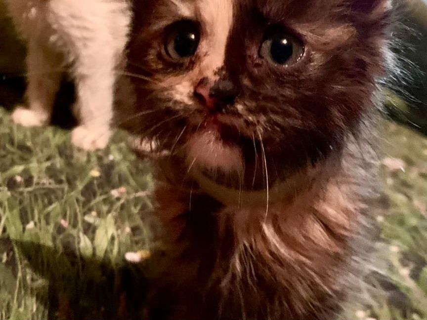 Котята мейн-кун