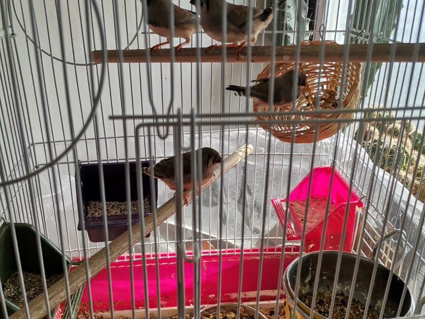 Зебровые амадины, птенцы