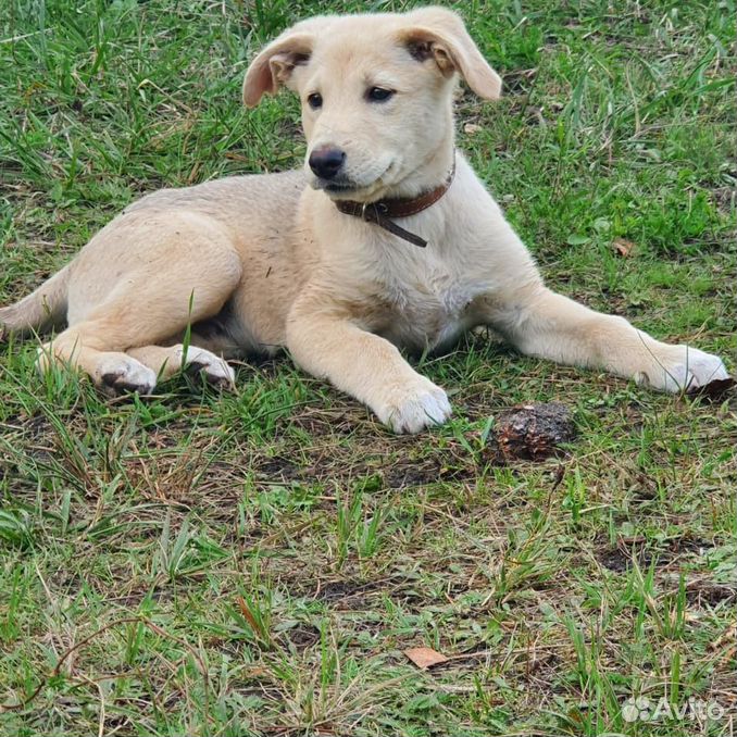 Щенок метис Барни 4 месв добрые руки бесплатно