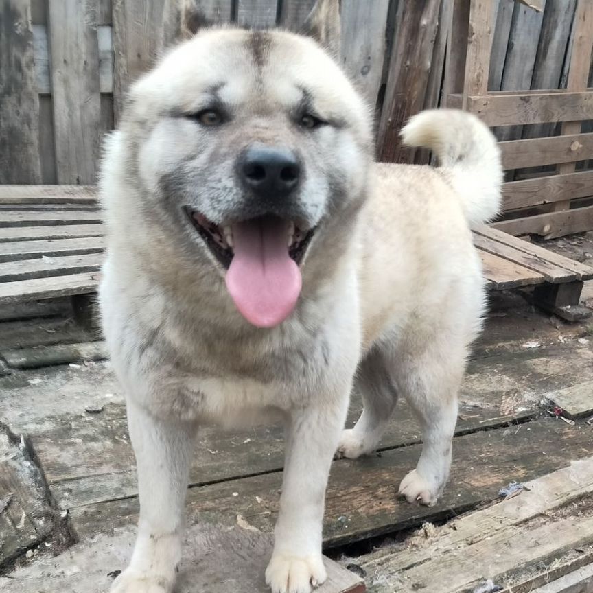 Взрослый пёс в добрые руки