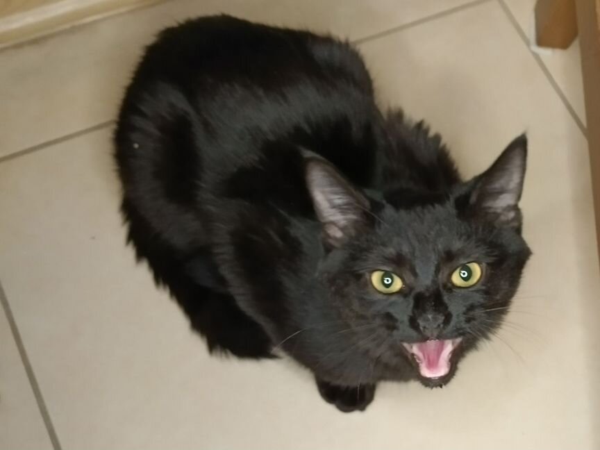 Чёрный котенок Билли