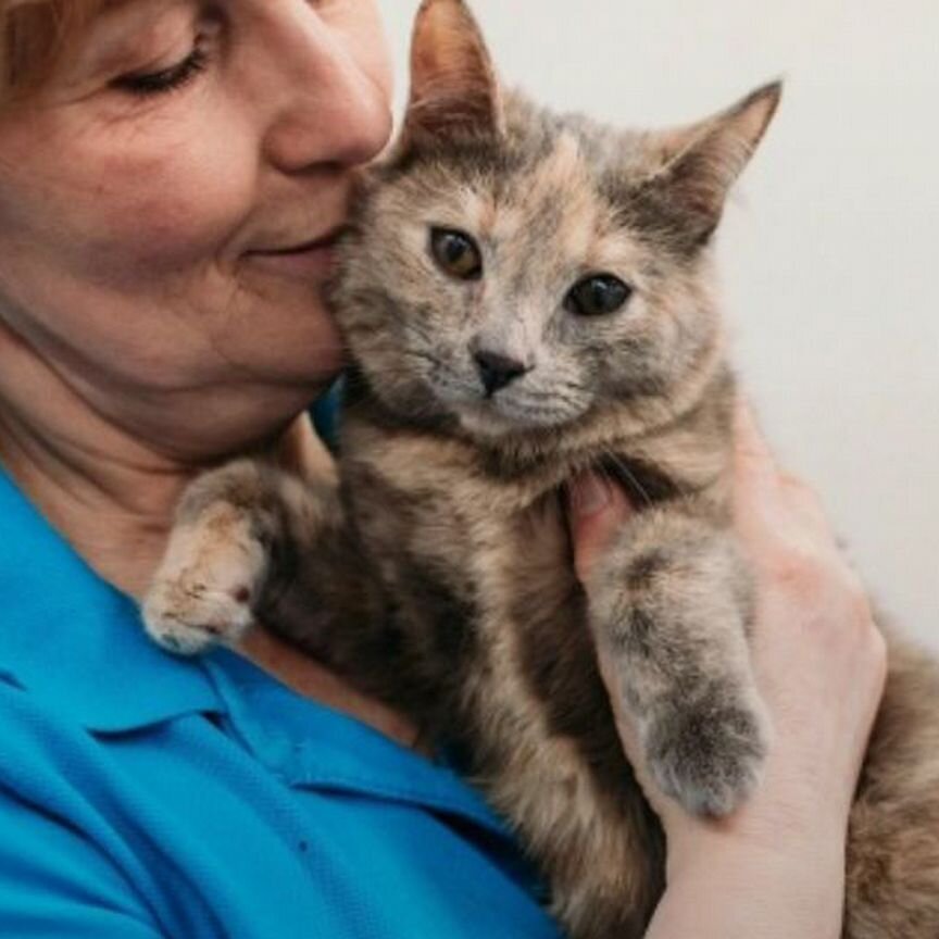 Взрослая, кошка в добрые руки