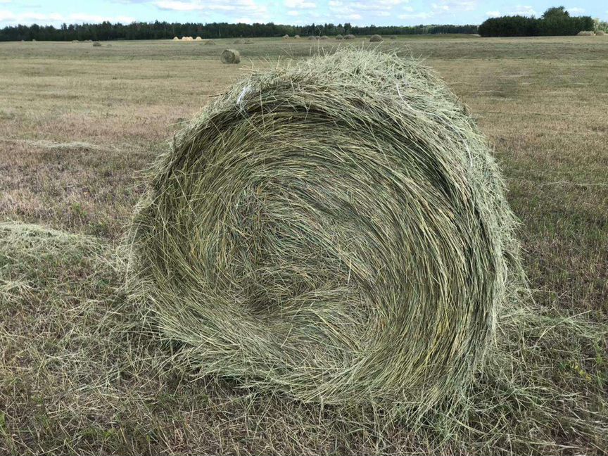 Продам сено в рулонах 2023