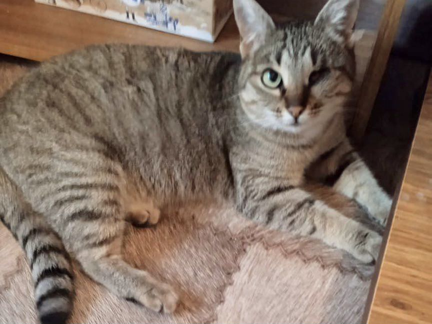 Особенная кошечка ждет особенного человека