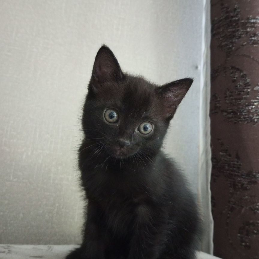 Отдам даром котенка девочку