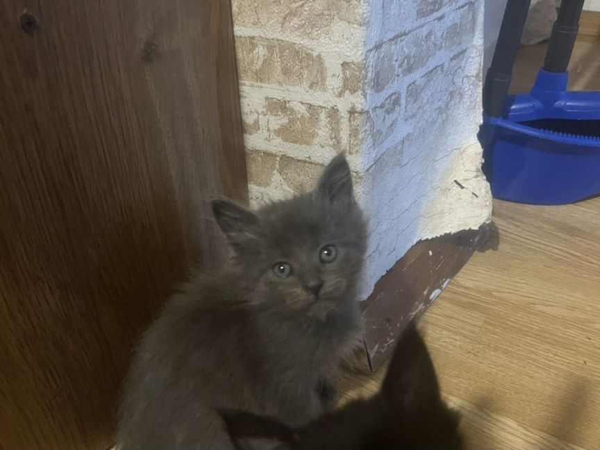 Котята мейн-кун