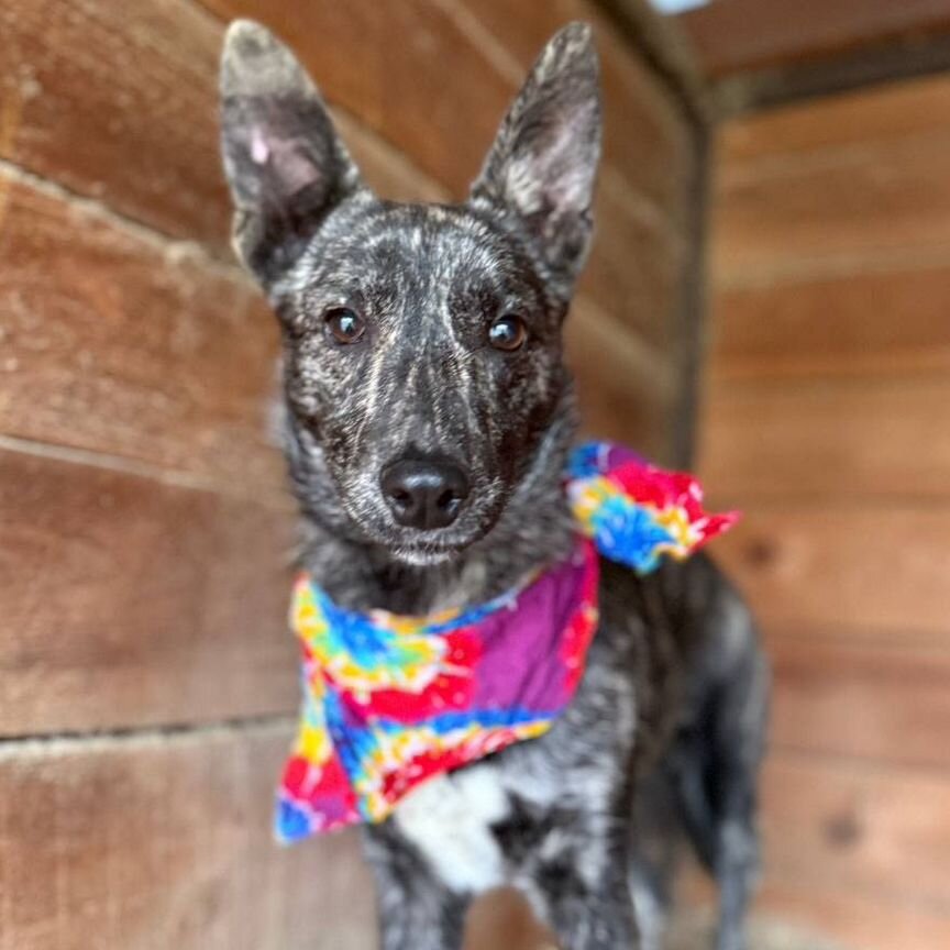 Взрослая собака в добрые руки