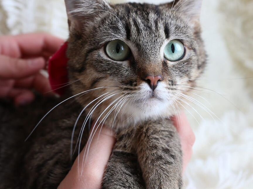 Спасите кошечку