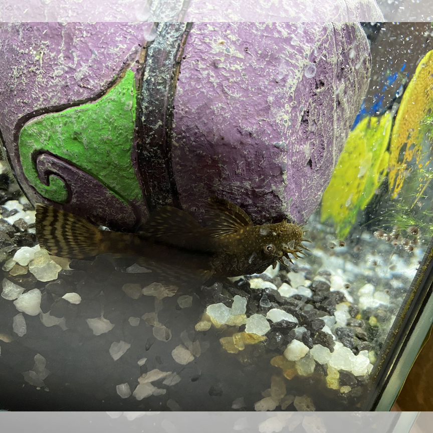 Аквариум с рыбками