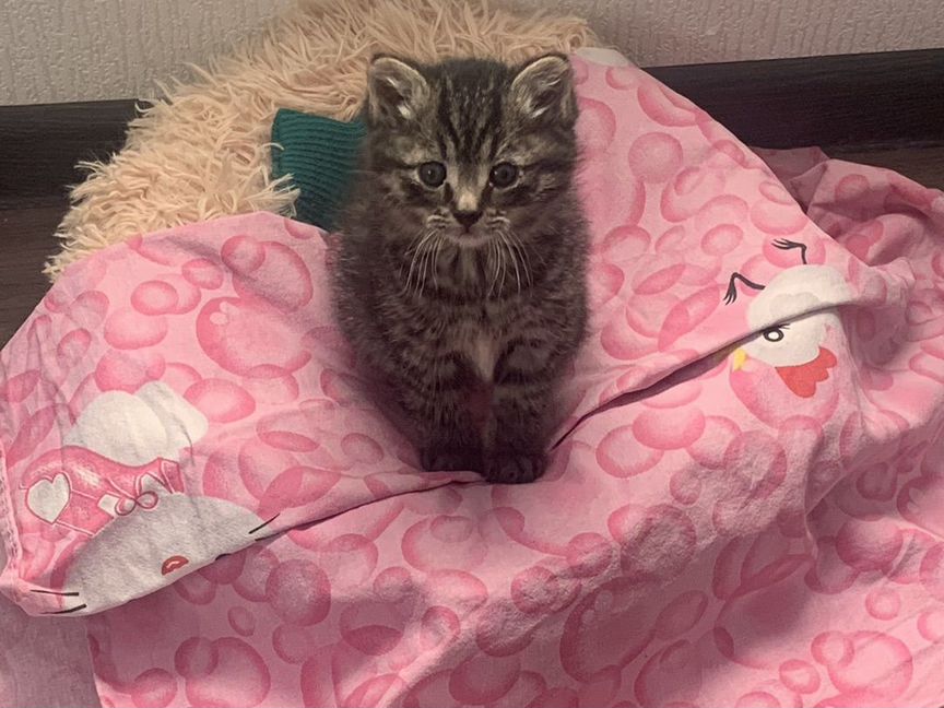 Кошка