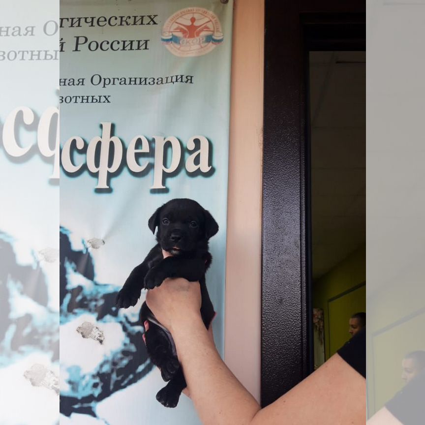 Щенки кане корсо