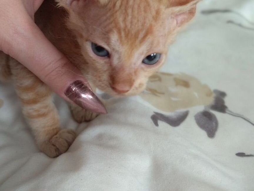 Донской сфинкс котята велюр
