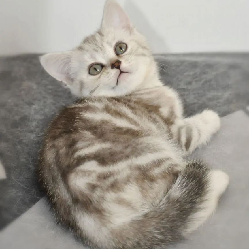 Котёнок девочка скоттиш-страйт