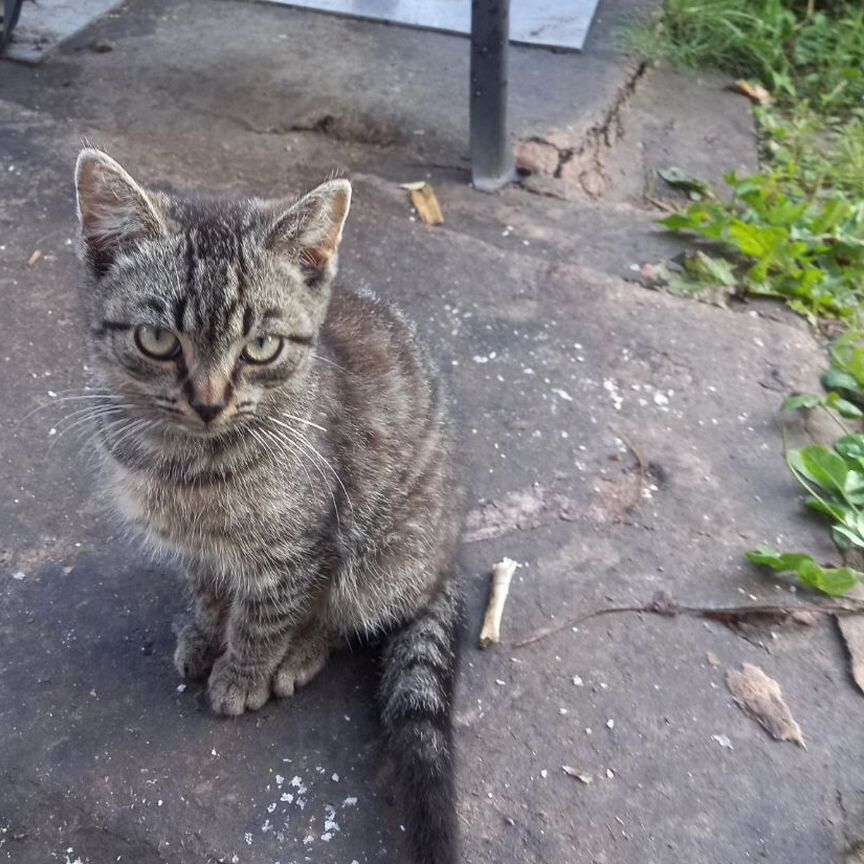 Котята отдам бесплатно