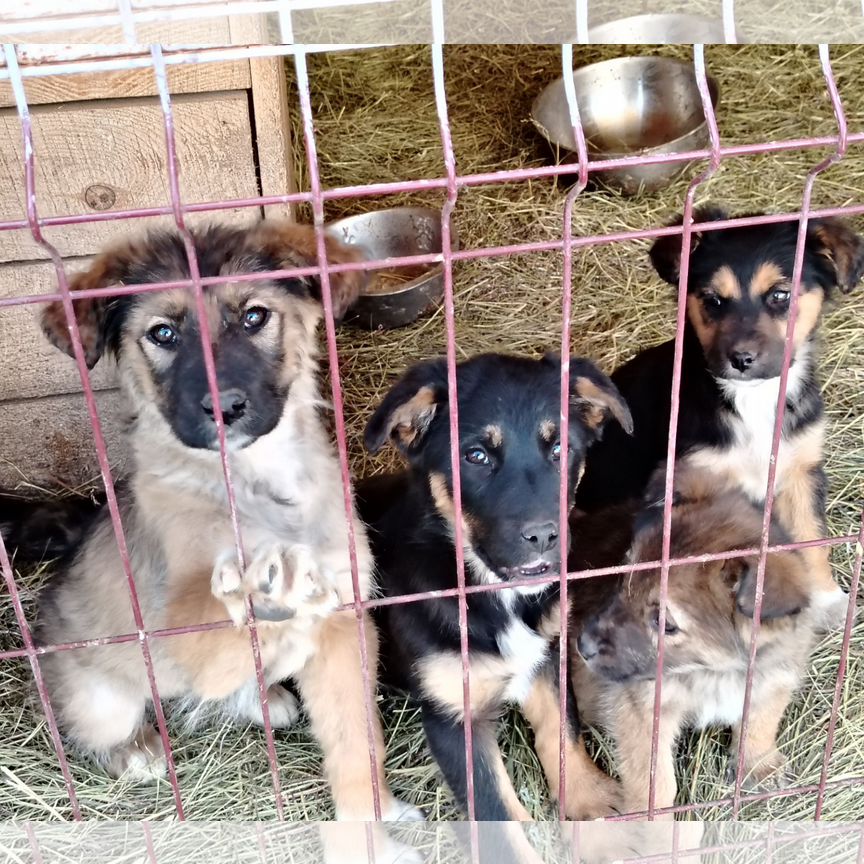 Щенок в добрые руки