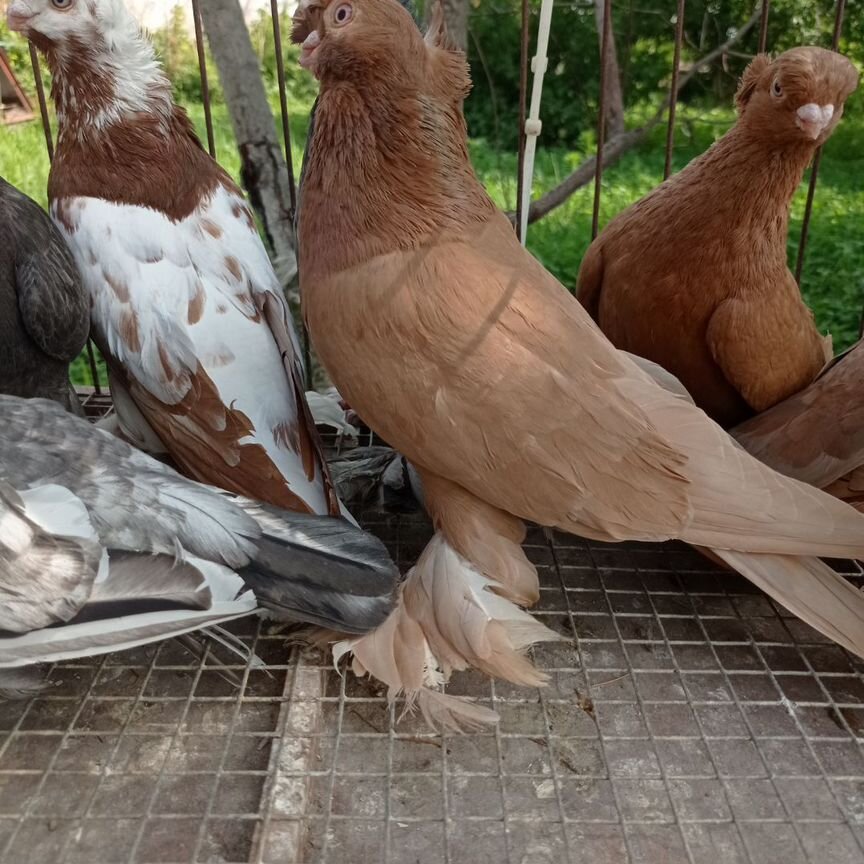 Продам Узбекских голубей и кормилок молодежь