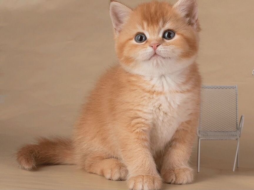 Котенок мальчик