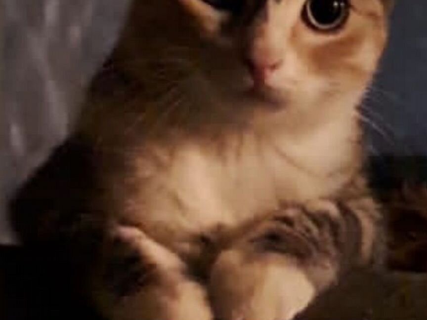 Кисулька компаньонка