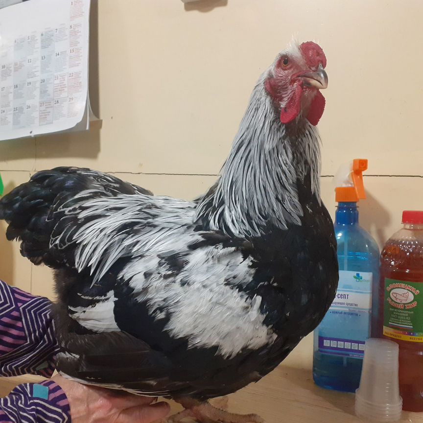 Петушок-виандот