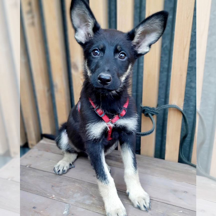 В добрые руки