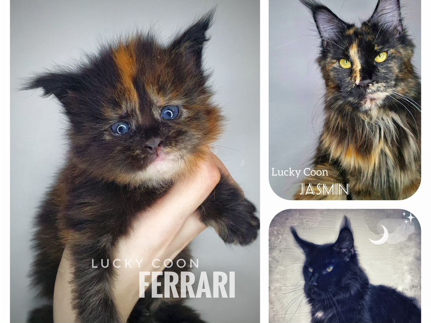 Котята мейн-кун питомник