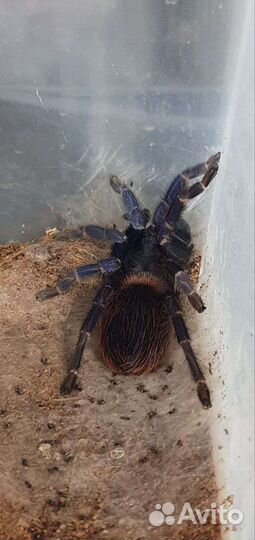 Паук птицеед