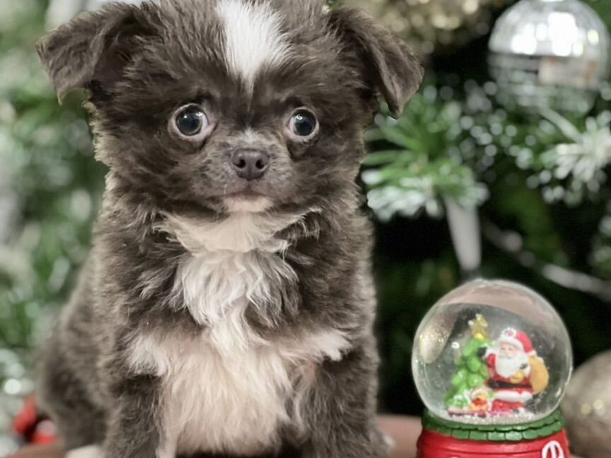 Чихуахуа мини девочка, кремовый окрас