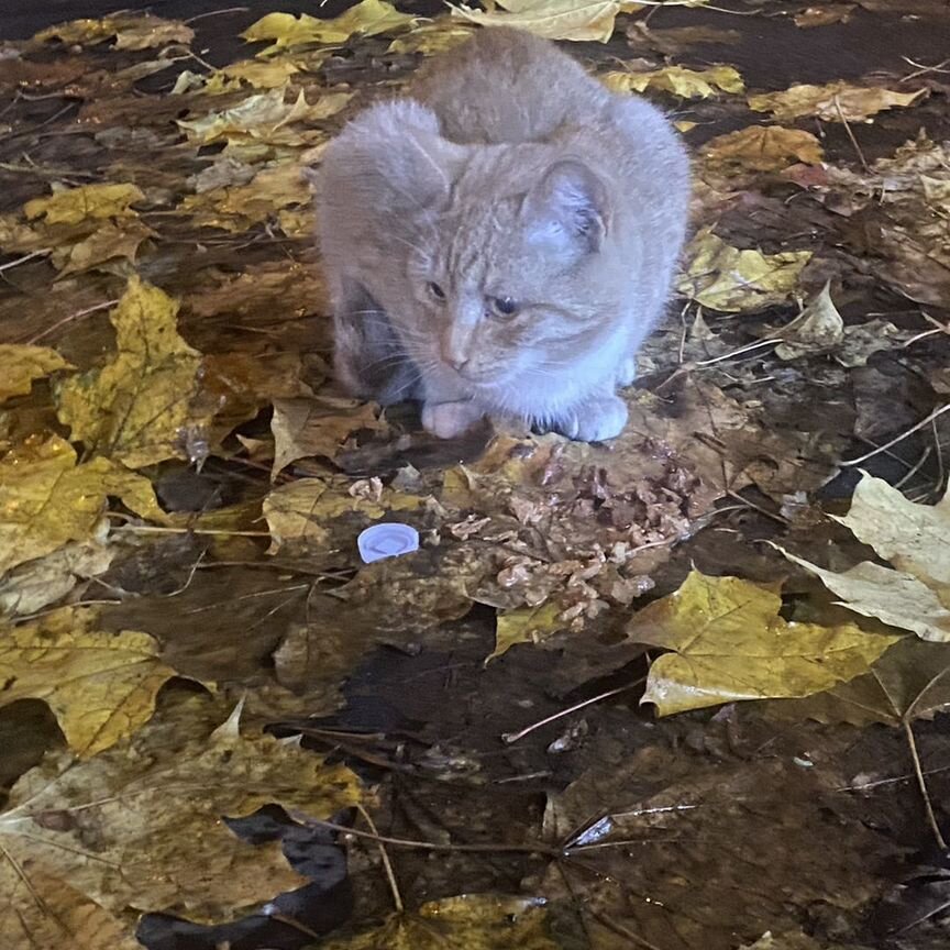 Котята в добрые руки бесплатно