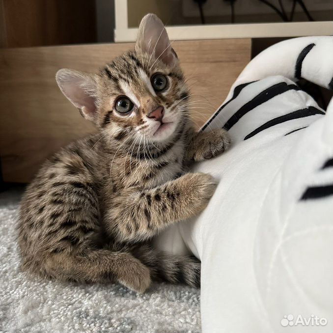 Бенгал Ф1, гибрид от алк