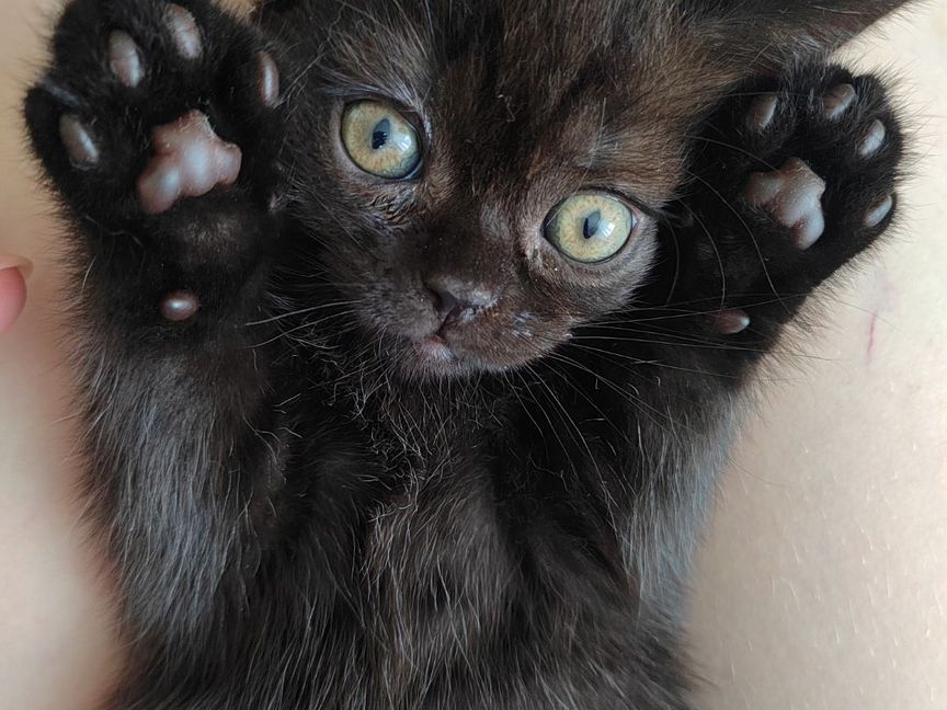 Шотландский котенок девочка