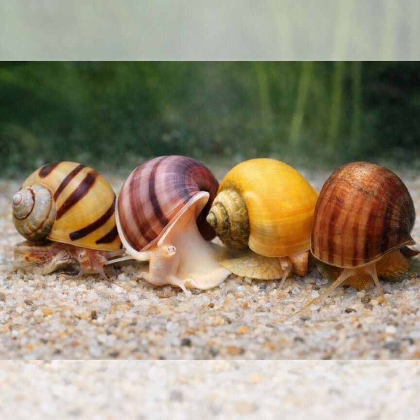 Улитки ампулярии разных цветов