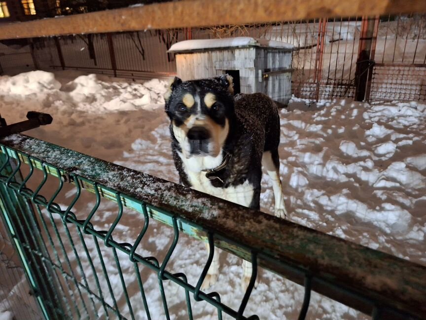 Отдам бесплатно в дар собаку