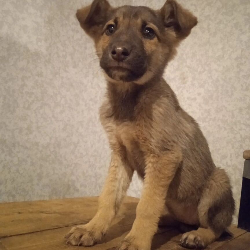 Милый щенок