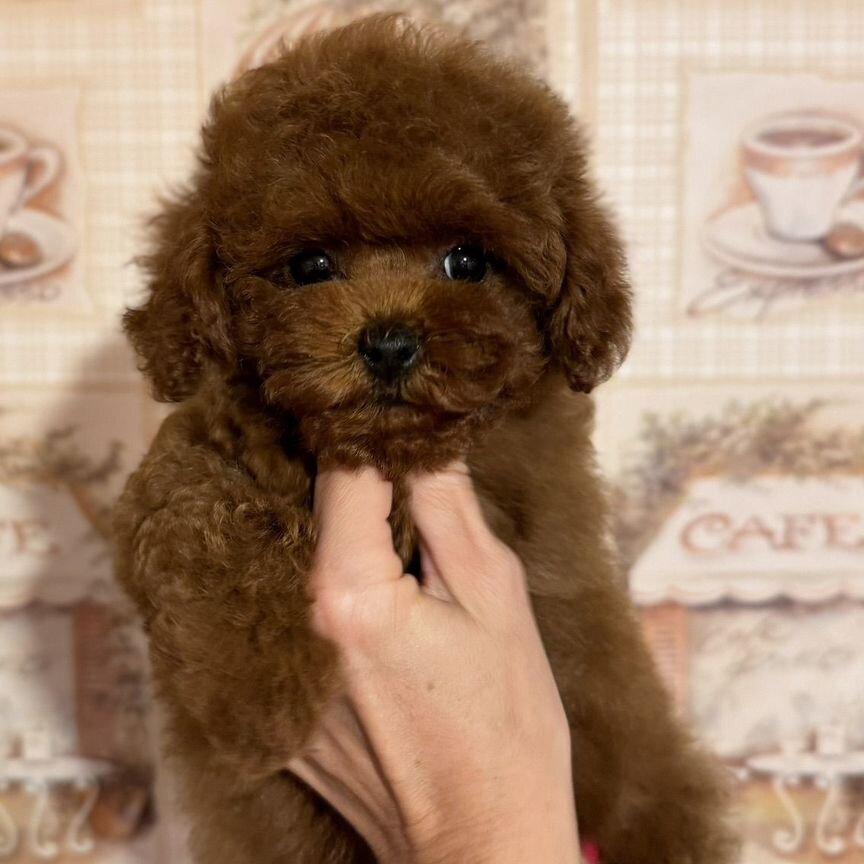 Той-пудель Тедди Тикап девочка