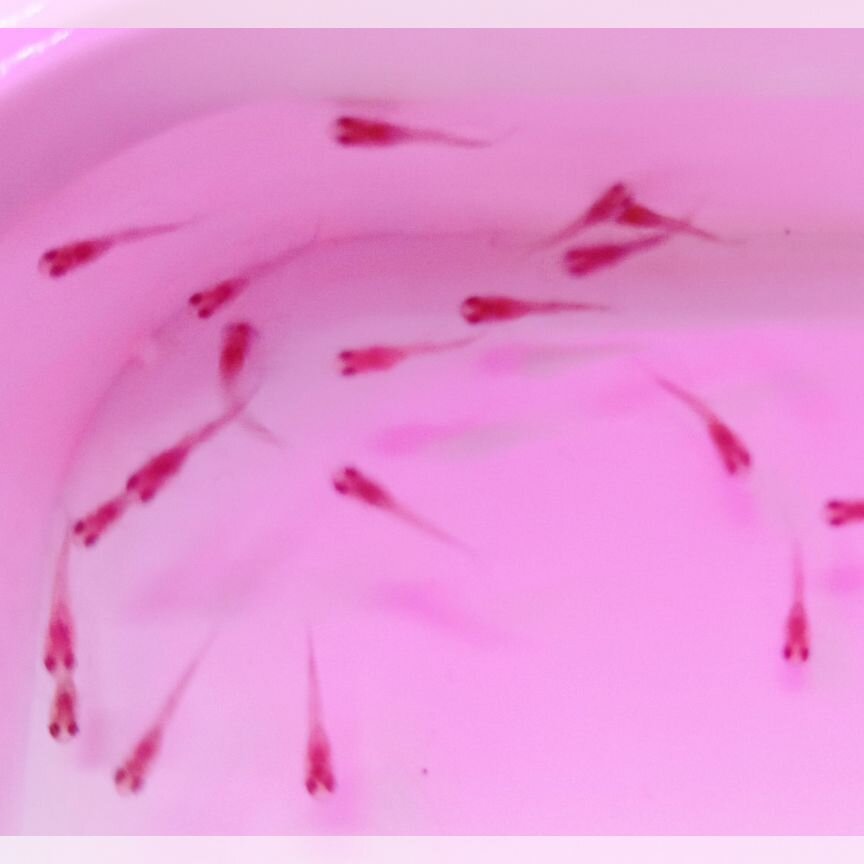 Мальки гуппи