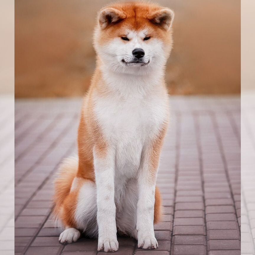 Акита-ину, щенок