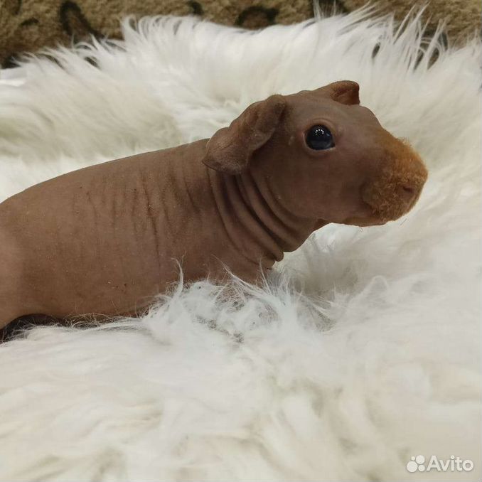 Морская свинка скинни