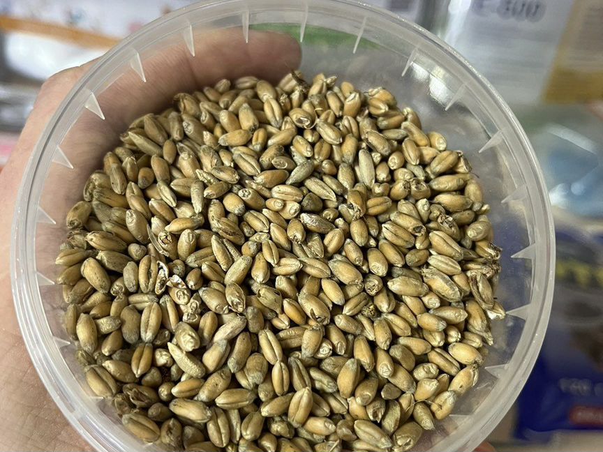 Зерно пшеница ячмень