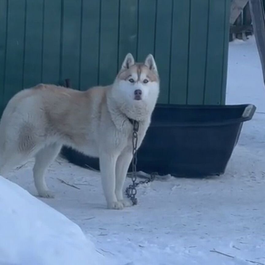 Сибирский хаски, взрослая собака