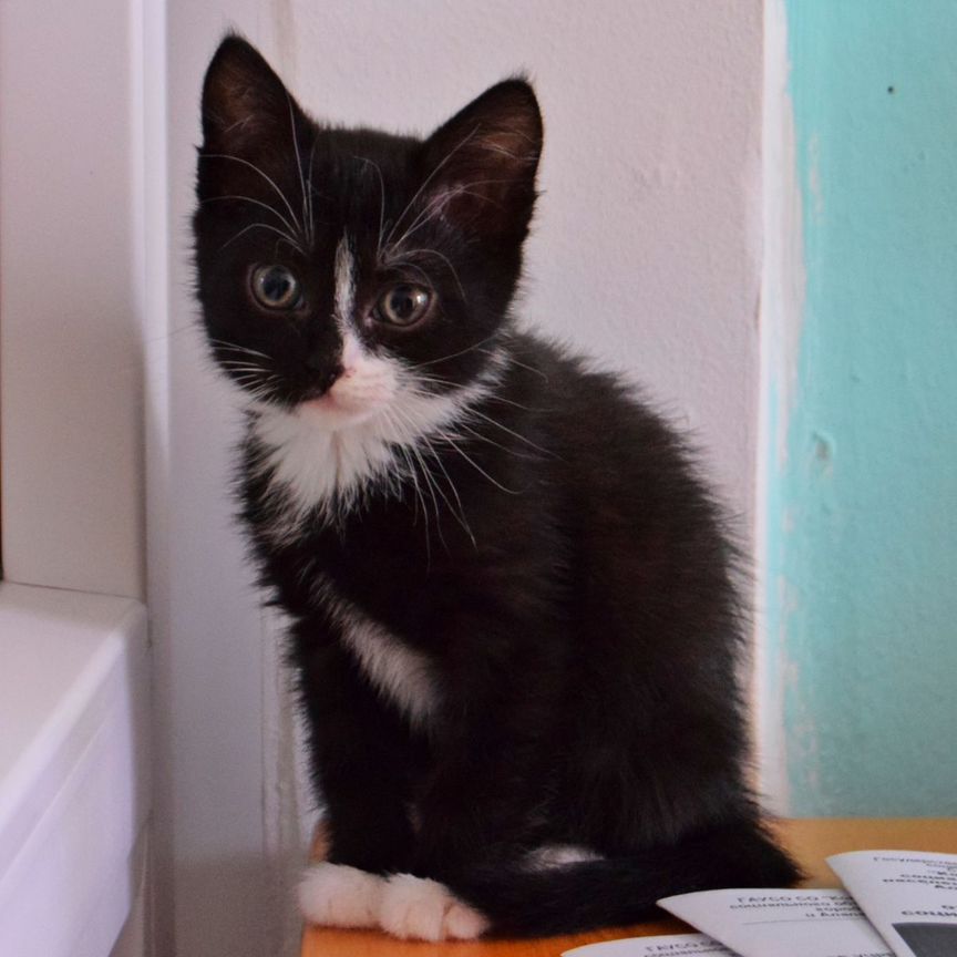 Кошечка В добрые руки