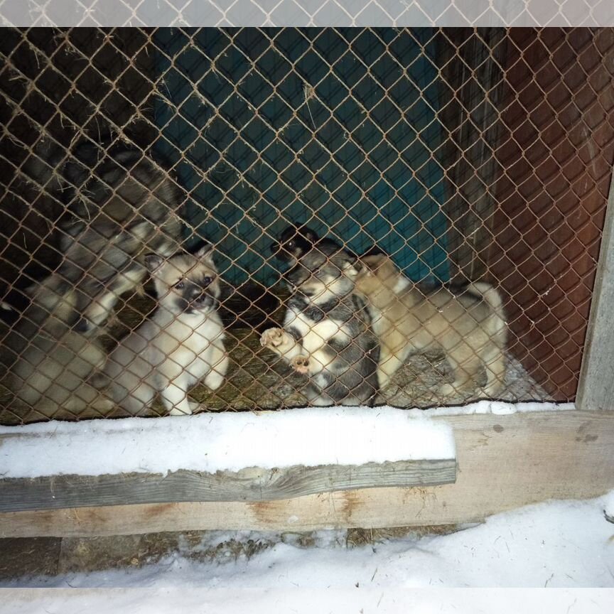 Лайка, щенок