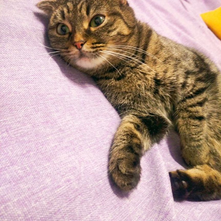 Шотландская вислоухая кошка вязка