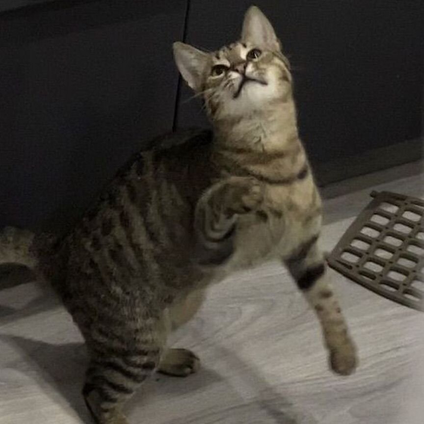 Кошечка в дрбрые руки 9 месяцев