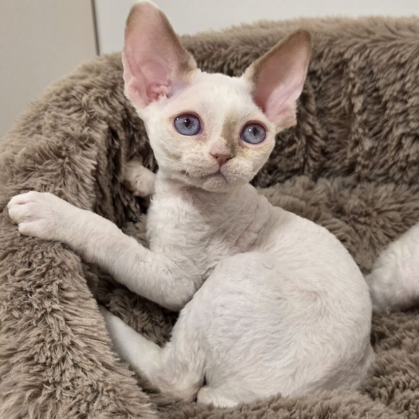 Девон-рекс котёнок
