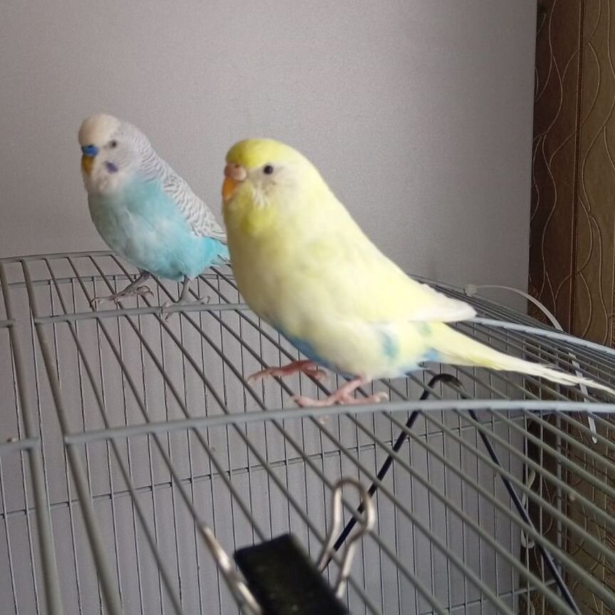 Пара волнистых попугаев