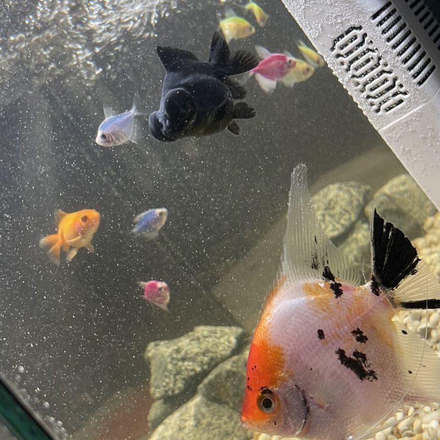 Аквариумные рыбки