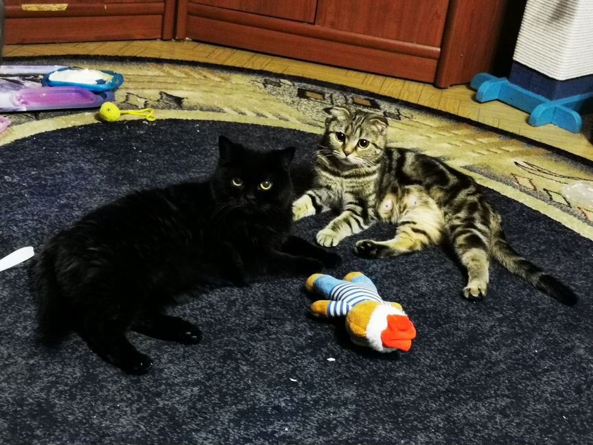 Шотландские котята