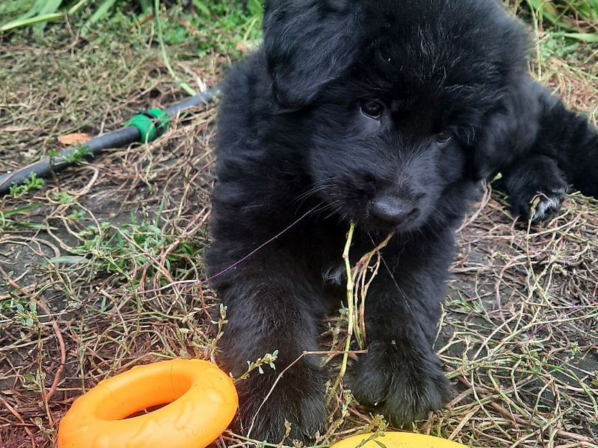 Великолепные Девочки Немочки