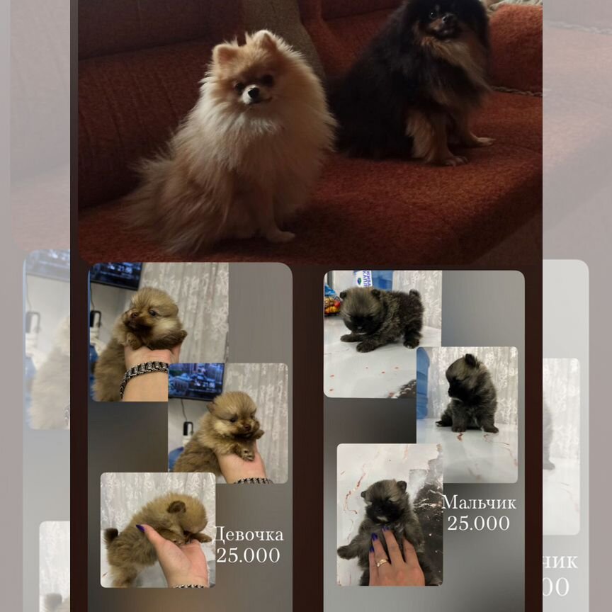 Померанский шпиц, щенок